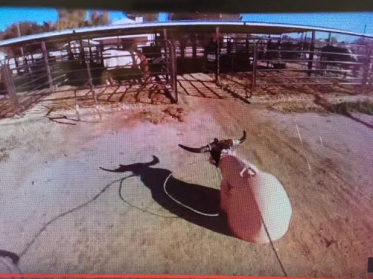 Steer Roping – Senior (GS2035S) – Carnivals for Kids at Heart